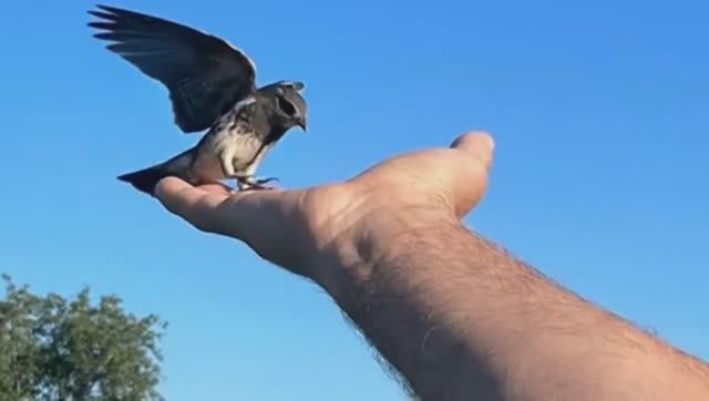 Перелётная птица