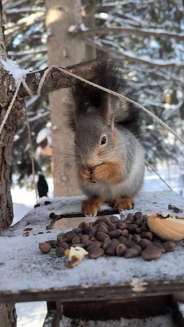 Белка грызёт кедряшки