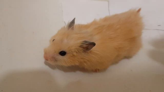 Пуся что то хочет ))