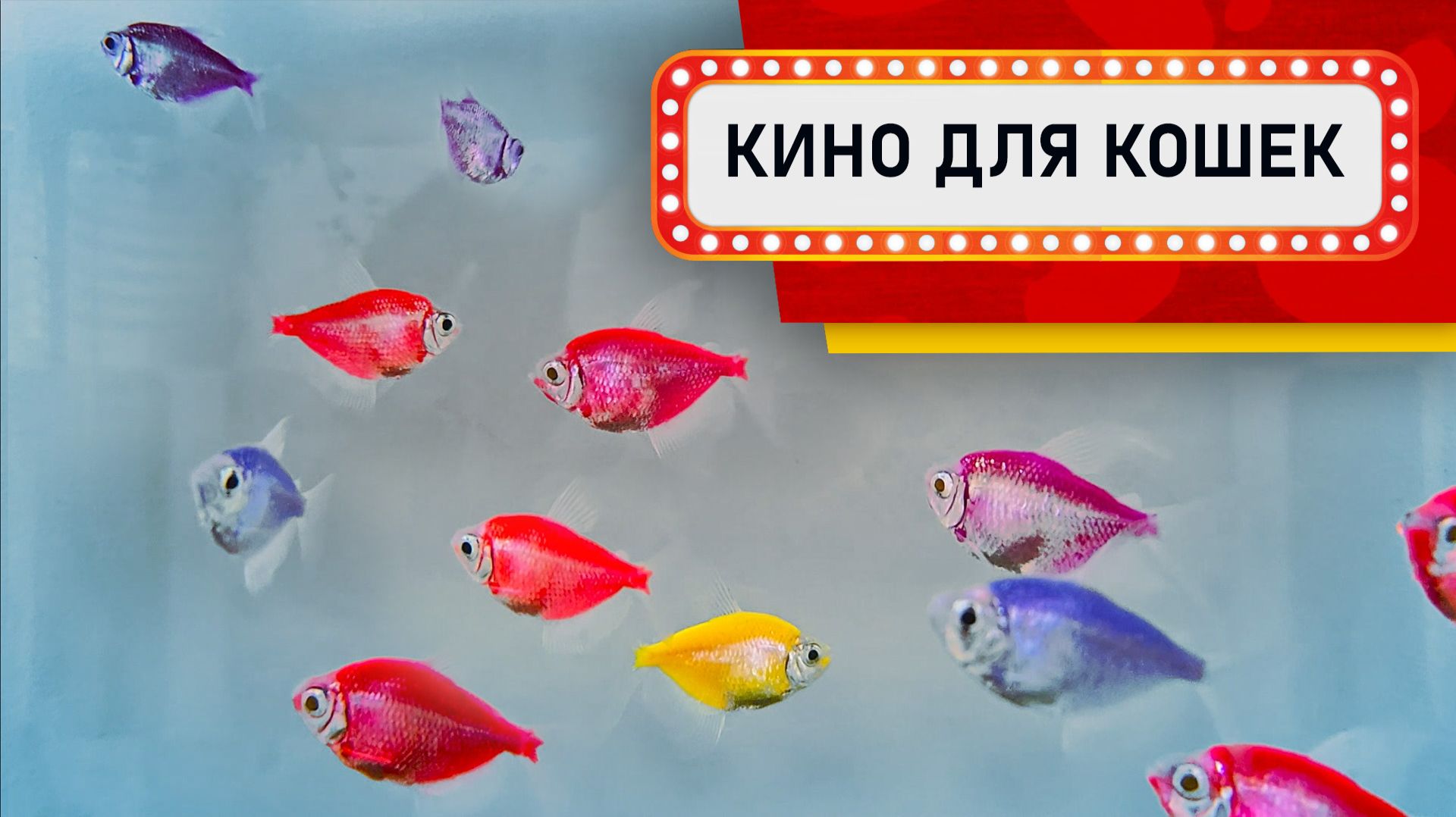 Видео для Кошек - Рыбки тернеции (Развлеки своего кота)