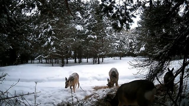 Сено для косули