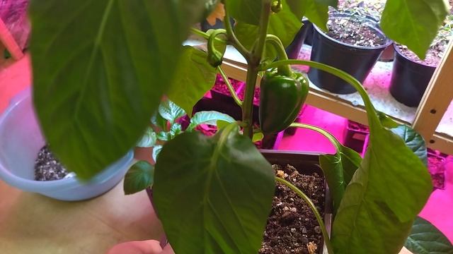 Рассада перца