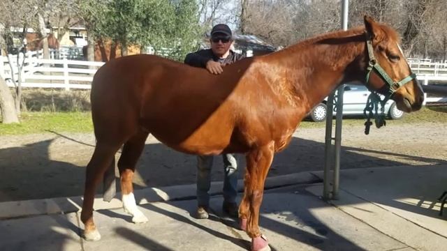 Базовая краниосакральная оценка.