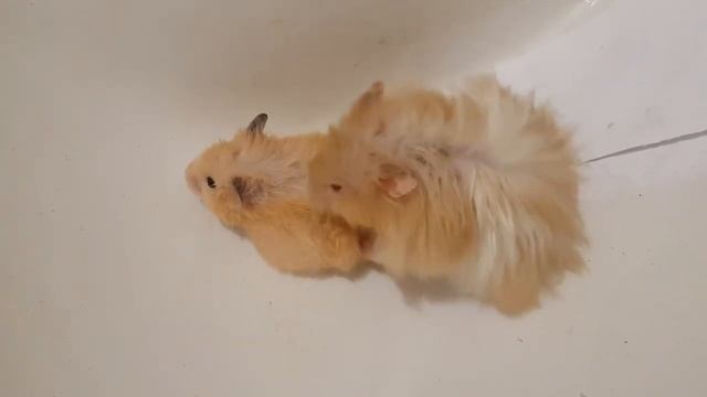 Пускаю Кузю, он удовлетворяет Пусю ))