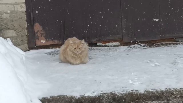 Кот Антон Зимой