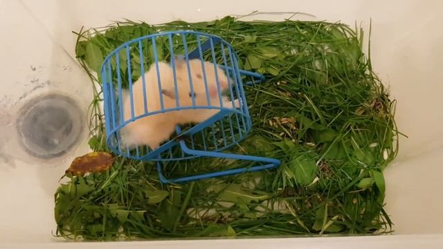 Пуся набивает полные щёки ей 1год