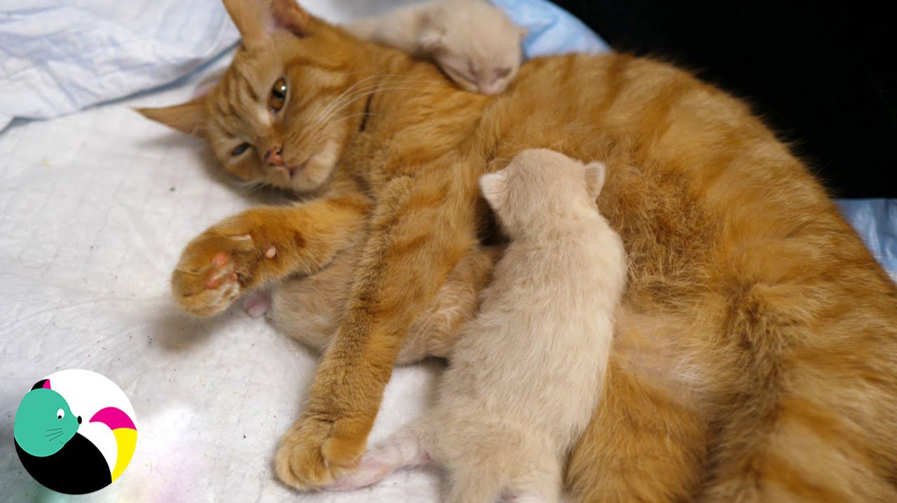 Котята разговаривают с мамой-кошкой