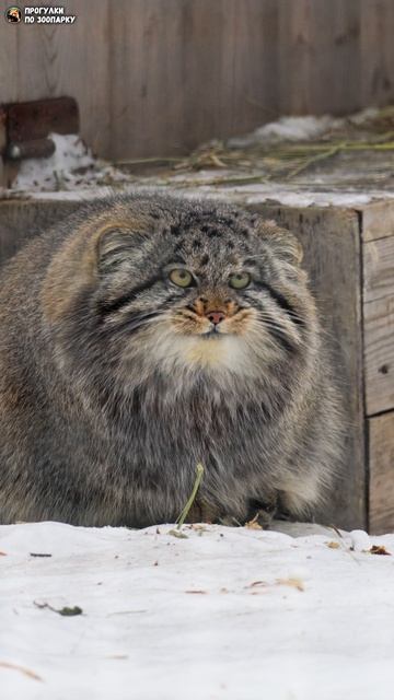 Манул Экекеш (котенок Мии) ругается на гостей. Новосибирский зоопарк