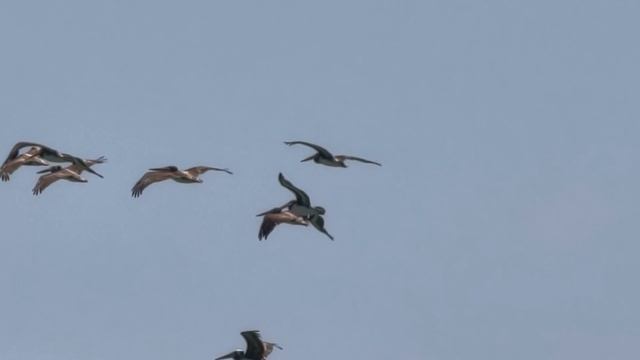 перуанские пиликаны