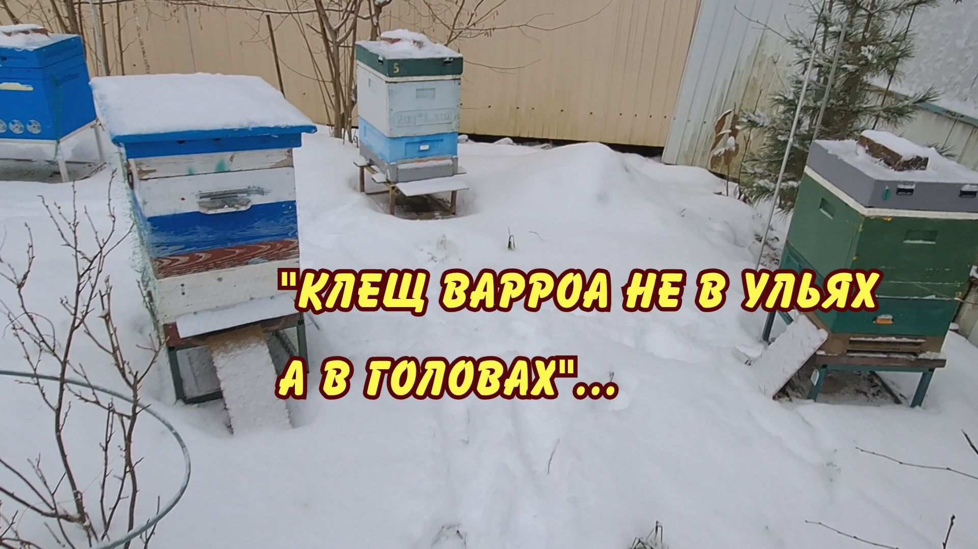 клещ варроа не в ульях а в головах