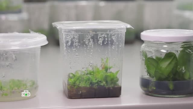 Какие технологии выращивания орхидей применяют в лабораториях | «Чудо техники»