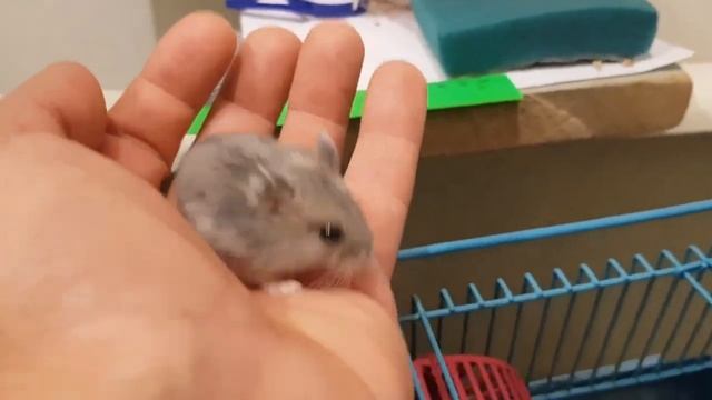 Джунгарики в переноске плюс белая