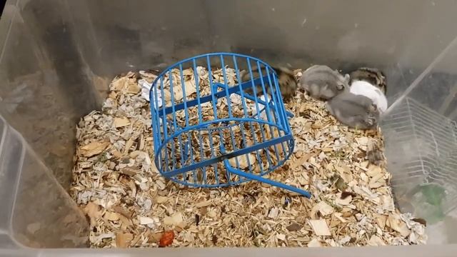 Джунгарики пытаются крутить тугое колесо