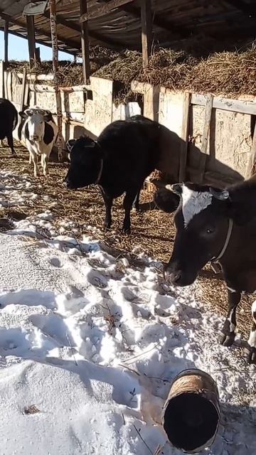 С праздником весны, 8.03.26