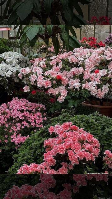 Санкт-Петербург. 08.03.2026. С праздником весны, женским днём!