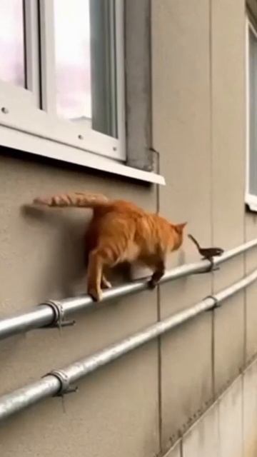 Кот-альпинист 😺