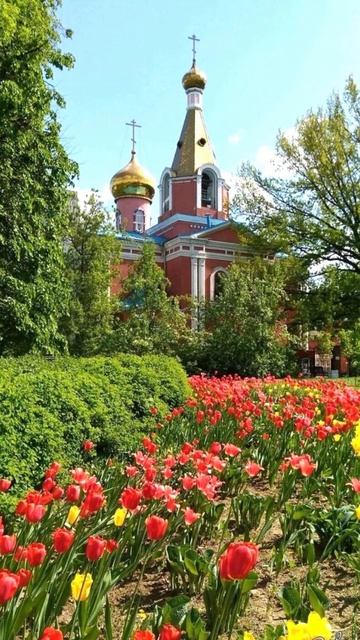 Душевный лекарь#Церковь#shortvideo#shorts#Молитва#Православие