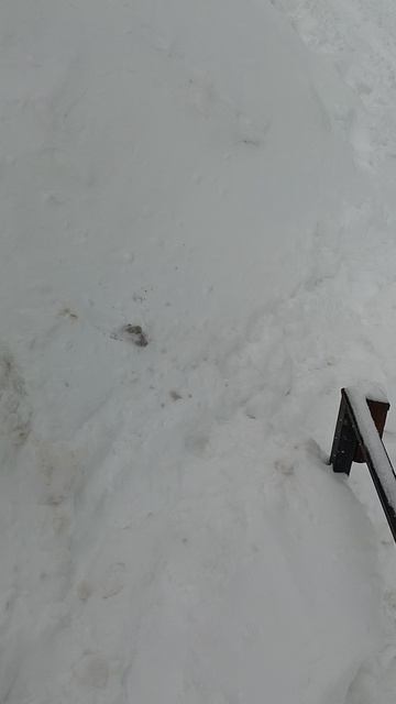 №1641 Двор П. Осипенко 48. 8 марта 2026 г., 11:09:22 VID_20260308_110857127