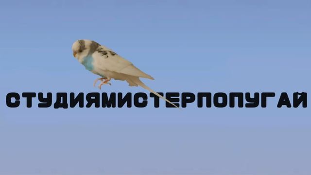 Заставка СТУДИЯМИСТЕРПОПУГАЙ