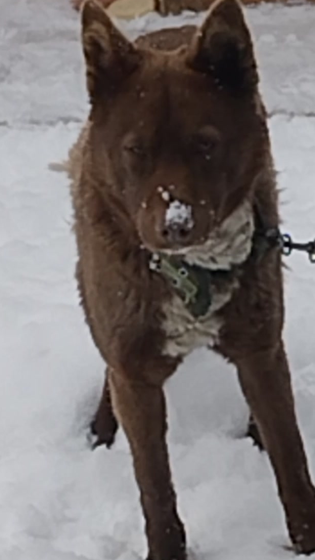 Женщина, я не танцую!🤣 Юмор с животными. 09-03-2026