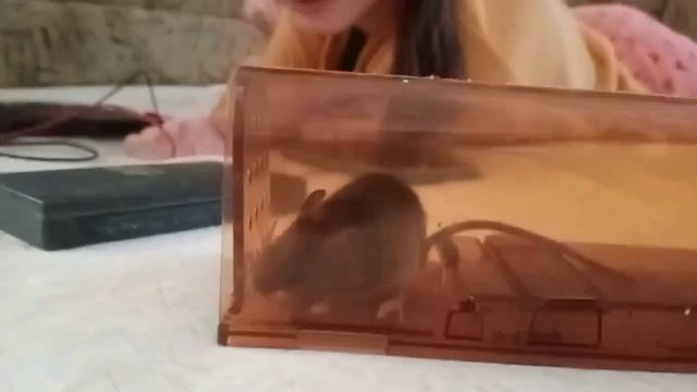 Живой уголок в 2026 год