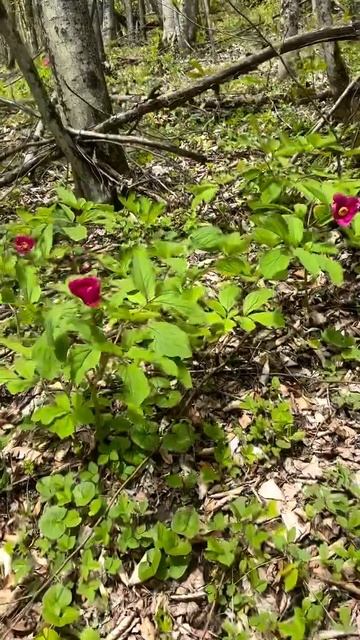 Водопадный маршрут