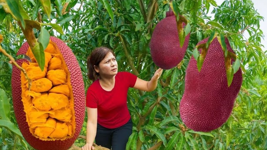 Сельская жизнь, собираю гигантский красный джекфрут для продажи на рынке.