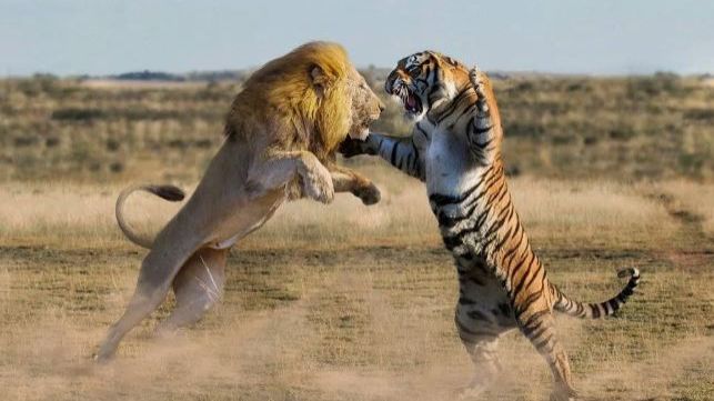 бой двух свирепых хищников