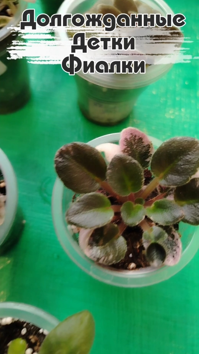 Детки из листа фиалки.