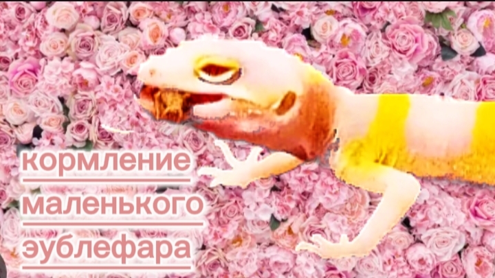 Кормление маленького эублефара Чипсика