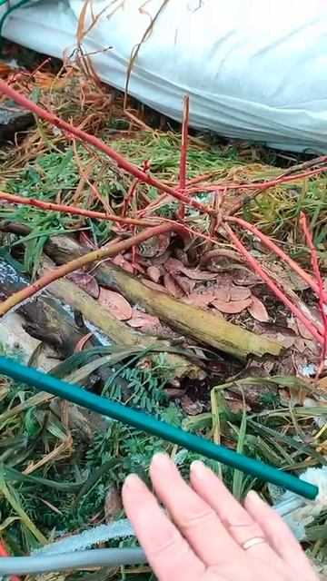 Как перезимовала голубика у наших подписчиков