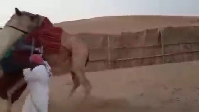 Боливар и романтики🔊