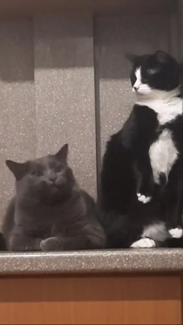 Да я ж только зевнул