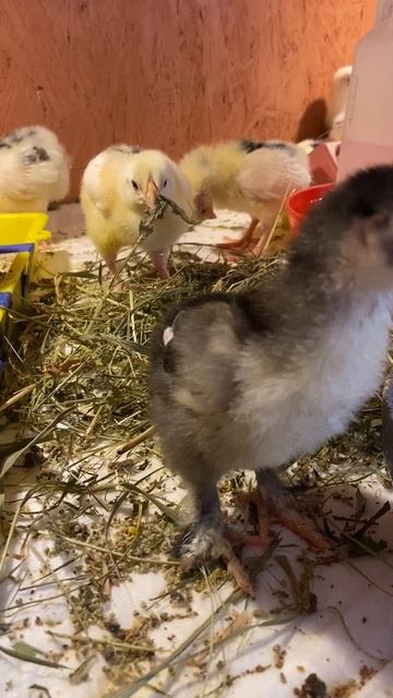 Брудер. Немного сена. Первое знакомство.