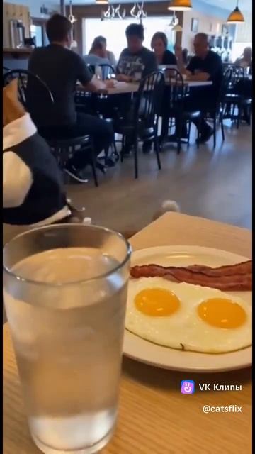 Кот - Официант