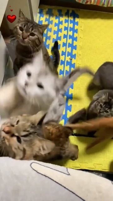 😻Веселые котики. Коты хулиганы! Невероятные трюки! #кот #хулиган #трюк #смех #short