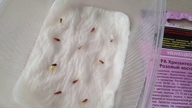 Выращивание астры из семян: посеяла новым способом и удачно