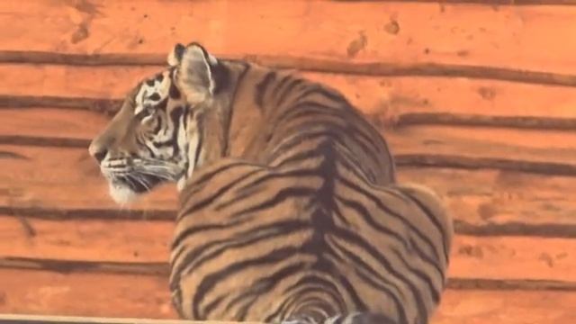 080326гПока Шерханчик грелся на солнышке Киара маршируетСимочкаПоршикЦезарьБахтгиенасервал [get.gt]