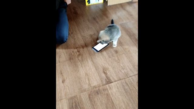 Щенок и гаджеты