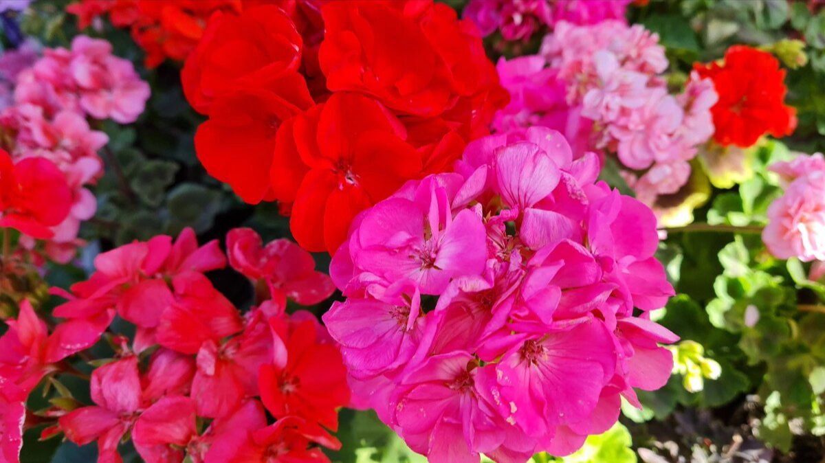 Весь куст герани покрылся цветоносами после полива перекисью водорода