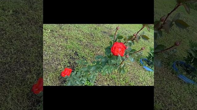 Рассказ - " Настоящая любовь"