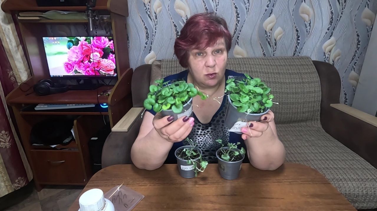 "Серебристый Водопад" в Вашем саду!! Важные Моменты в выращивании Дихондры!!