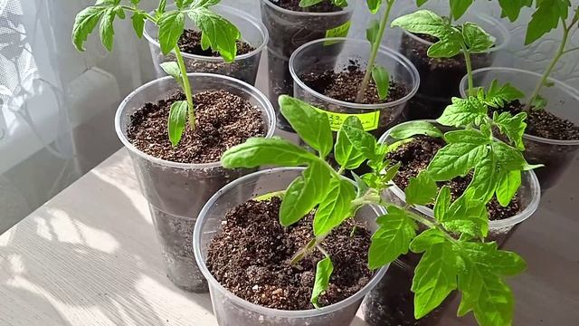 Рассада овощей на 7 день после пикировки: обзор