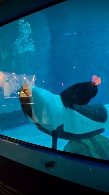 Погружение в удивительный мир морских глубин: Москвариум на ВДНХ