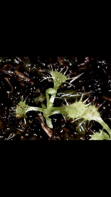 Росянка Геркулес, 61 день