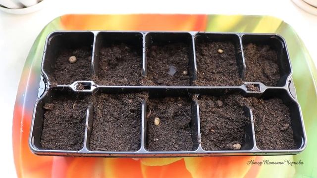 Посев семян пеларгонии в кипяток. Шок - способ!