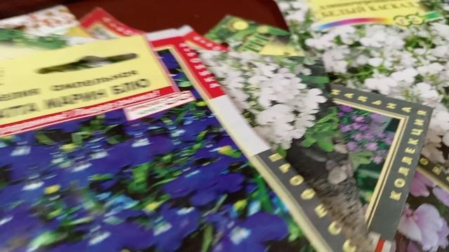 ЛОБЕЛИЯ. МОЙ ВЫБОР.