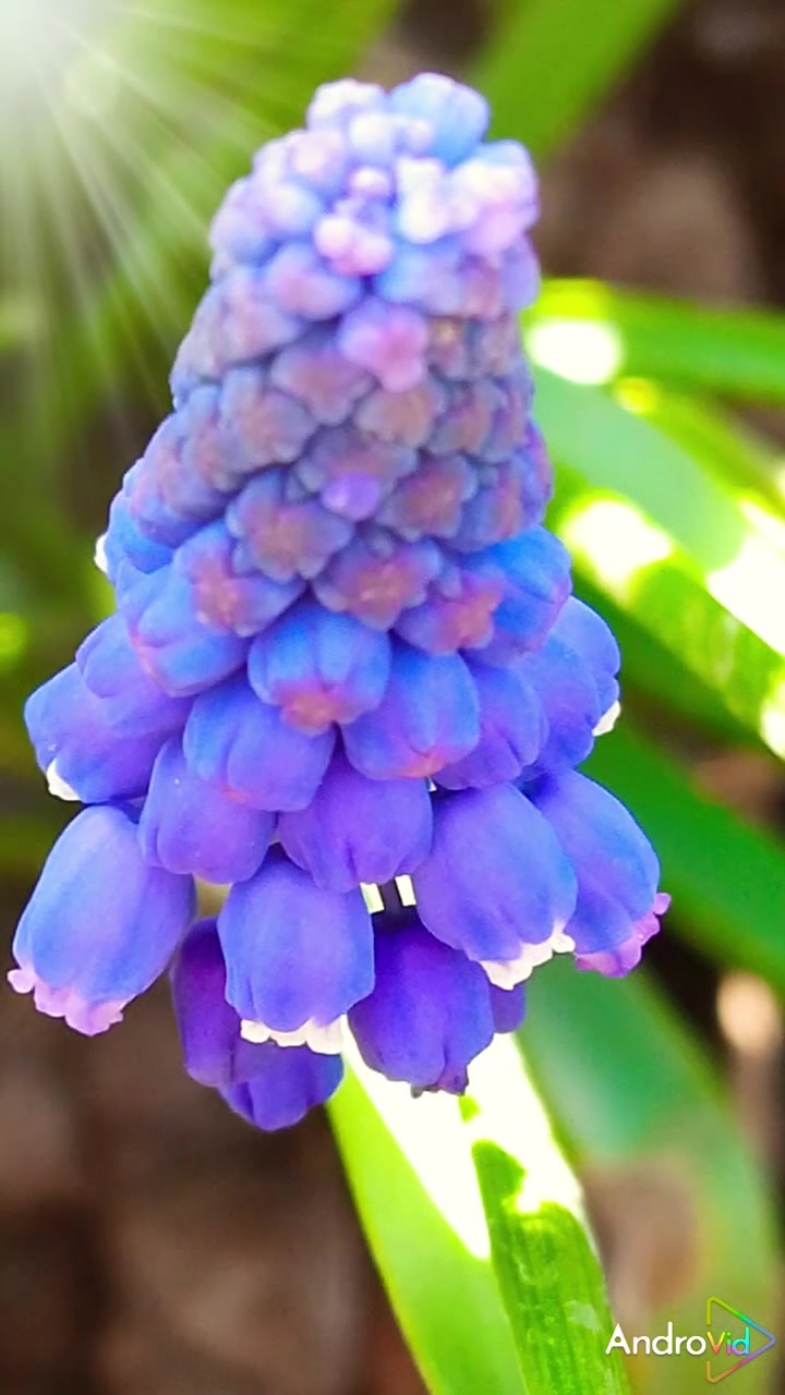 Вот и весна! Как коротка и быстротечна, жизнь цветов! 09-03-2026