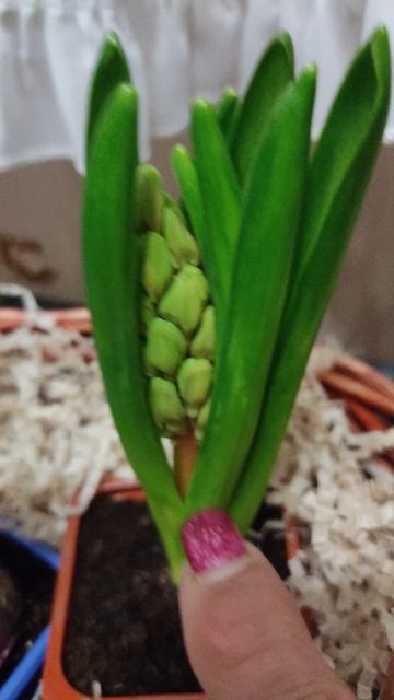 09-03-2026 многолетник Геоцинт