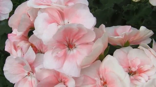 Пеларгония PAC Salmon Komtess. Цветение